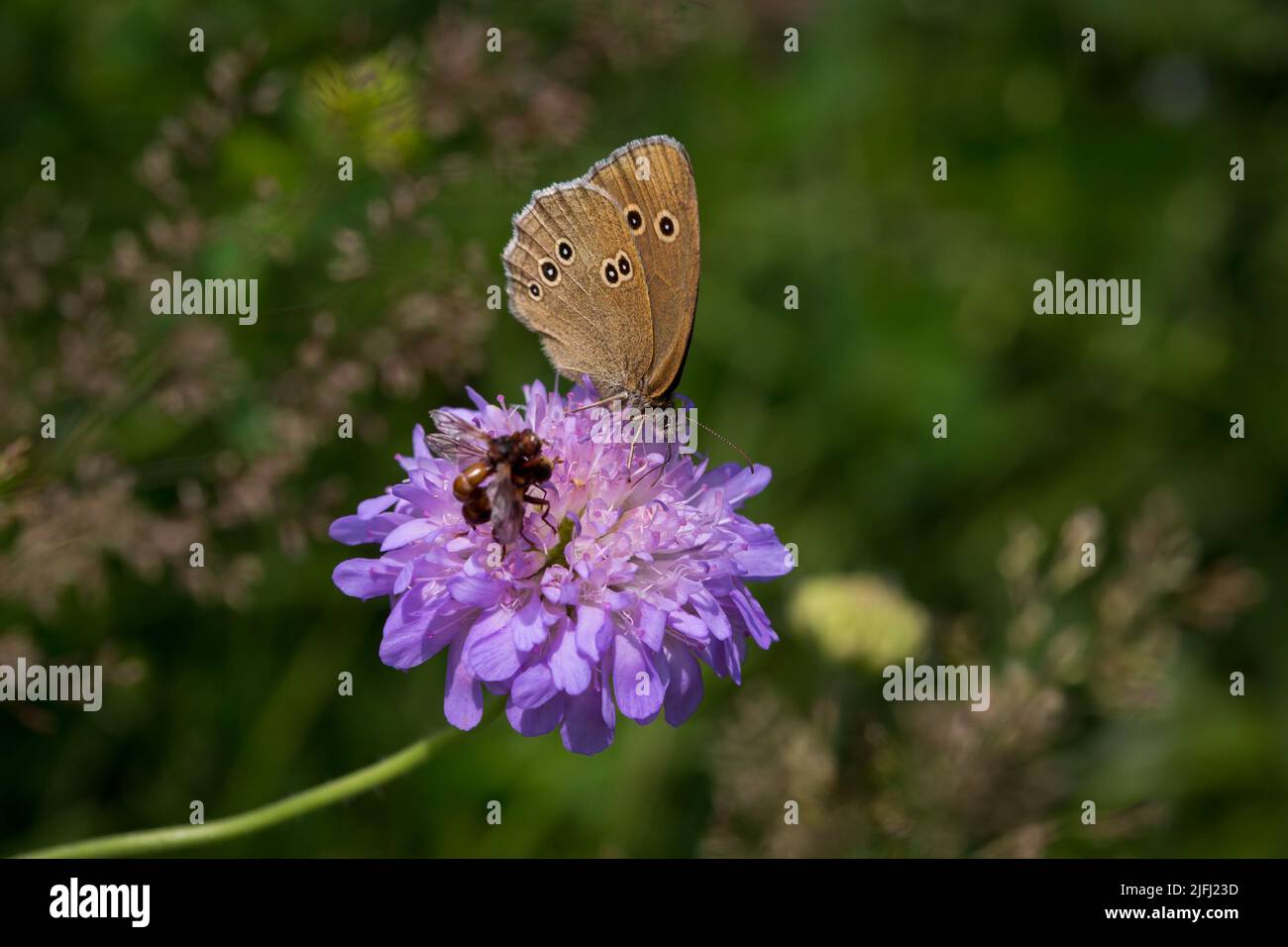 Ringlet butterfly (Aphantopus hyperantus Stock Photo - Alamy