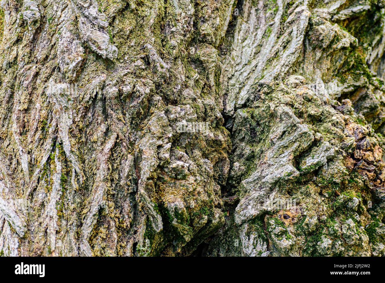 A detail of an old tree, a place where a branch used to be a long time ...