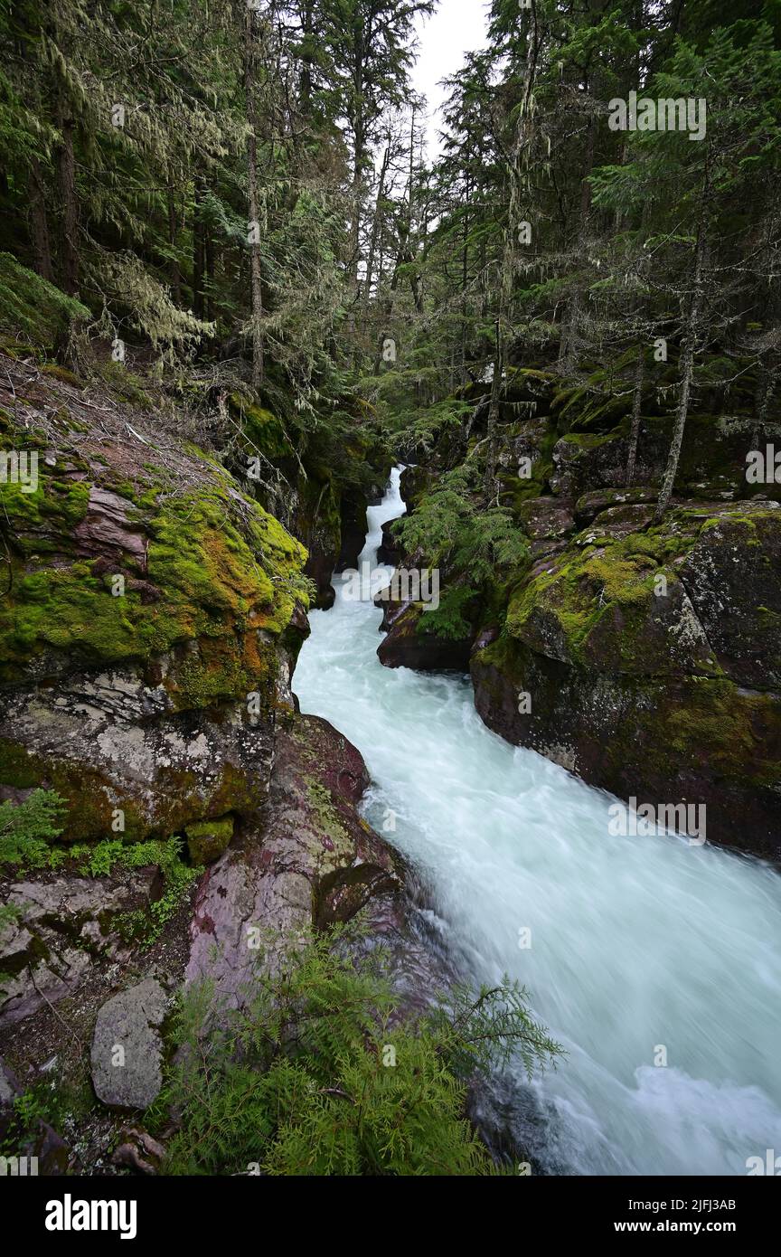 High levels and torrential water flow in Avalanche Creek in Glacier ...