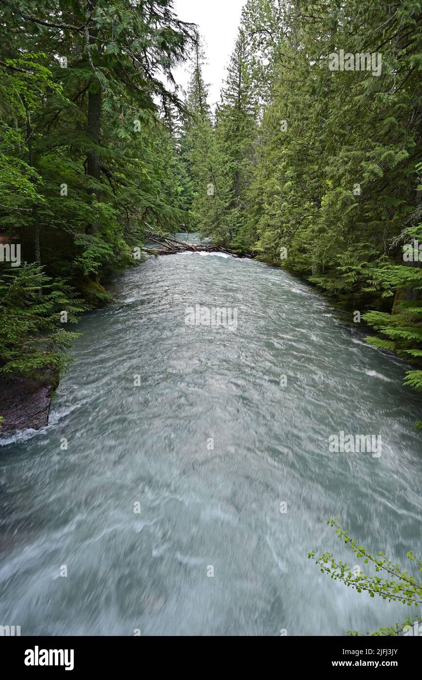 High levels and torrential water flow in Avalanche Creek in Glacier ...