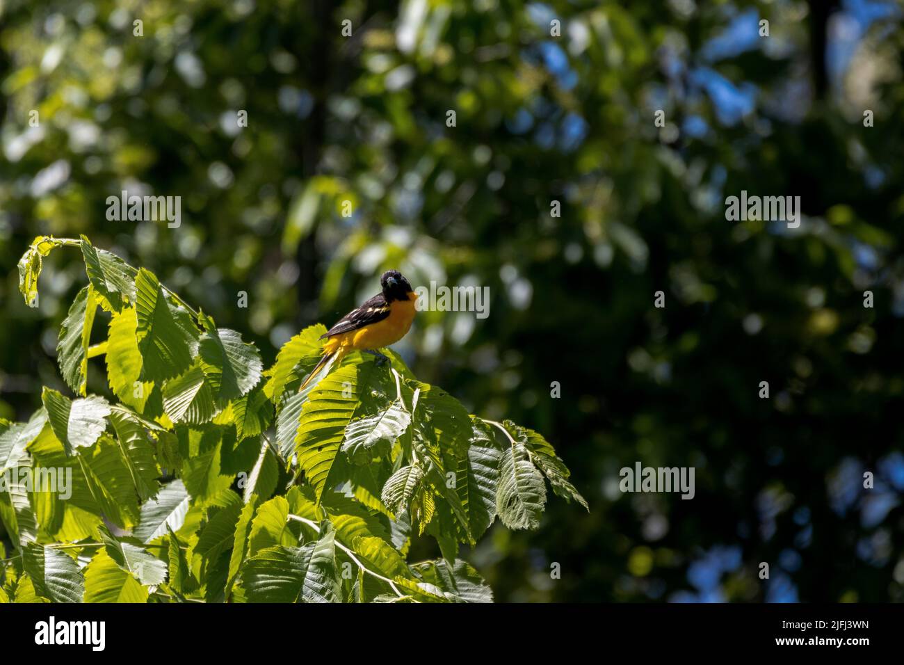 Close up baltimore oriole hi-res stock photography and images - Alamy