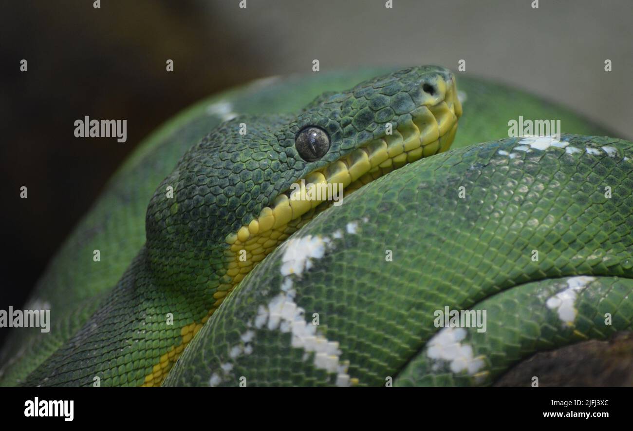 This colorful snake is sleeping on a tree Stock Photo - Alamy