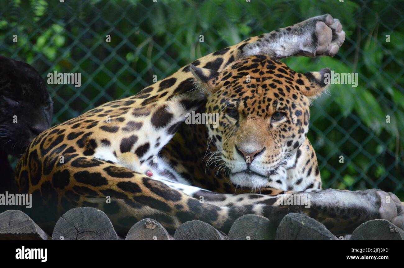 Beautiful panther looking the camera Stock Photo - Alamy