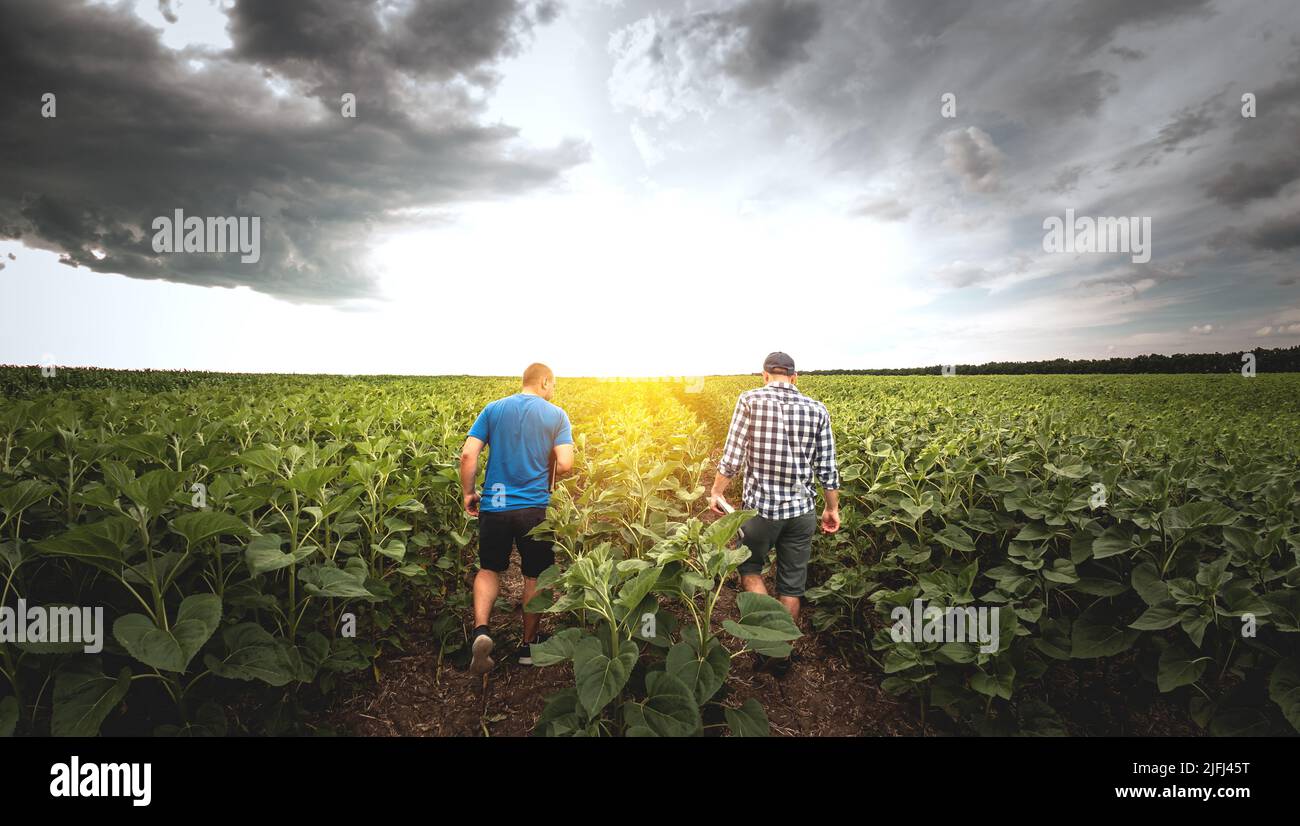 Two farmers in an agricultural field of sunflowers. Agronomist and ...