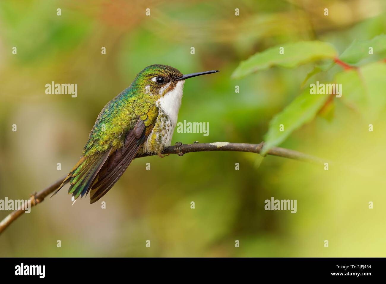 White-booted Racket-tail - Ocreatus underwoodii female of green bird of ...
