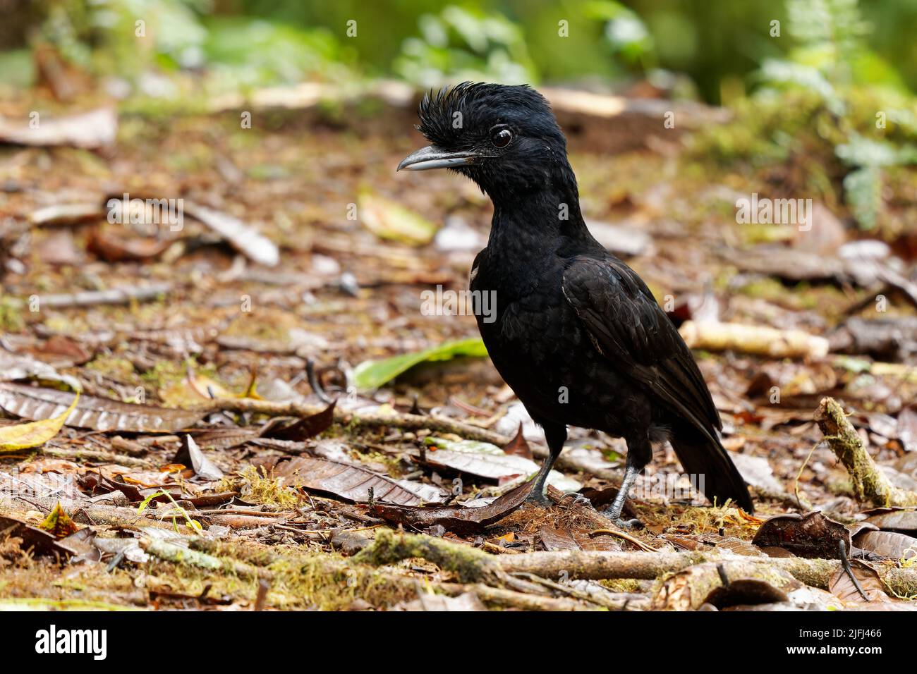 Long-wattled Umbrellabird - Cephalopterus penduliger, Cotingidae ...