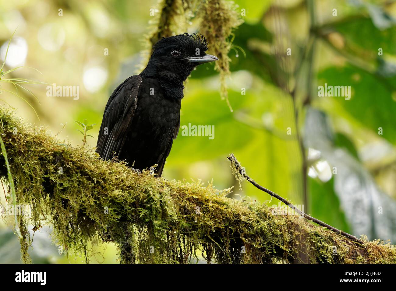 Long-wattled Umbrellabird - Cephalopterus penduliger, Cotingidae ...