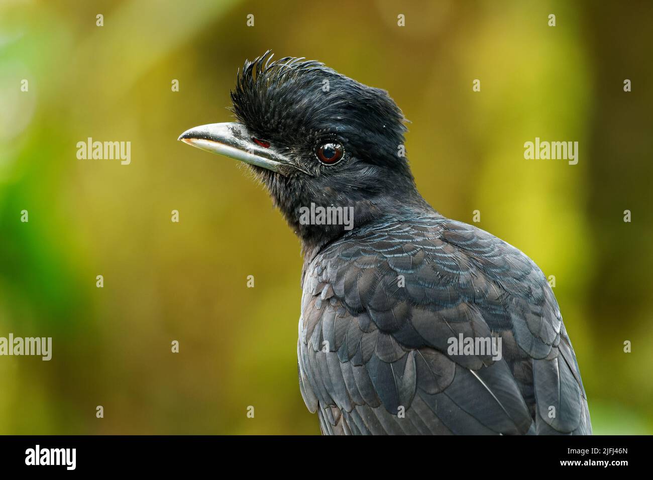 Long-wattled Umbrellabird - Cephalopterus penduliger, Cotingidae ...