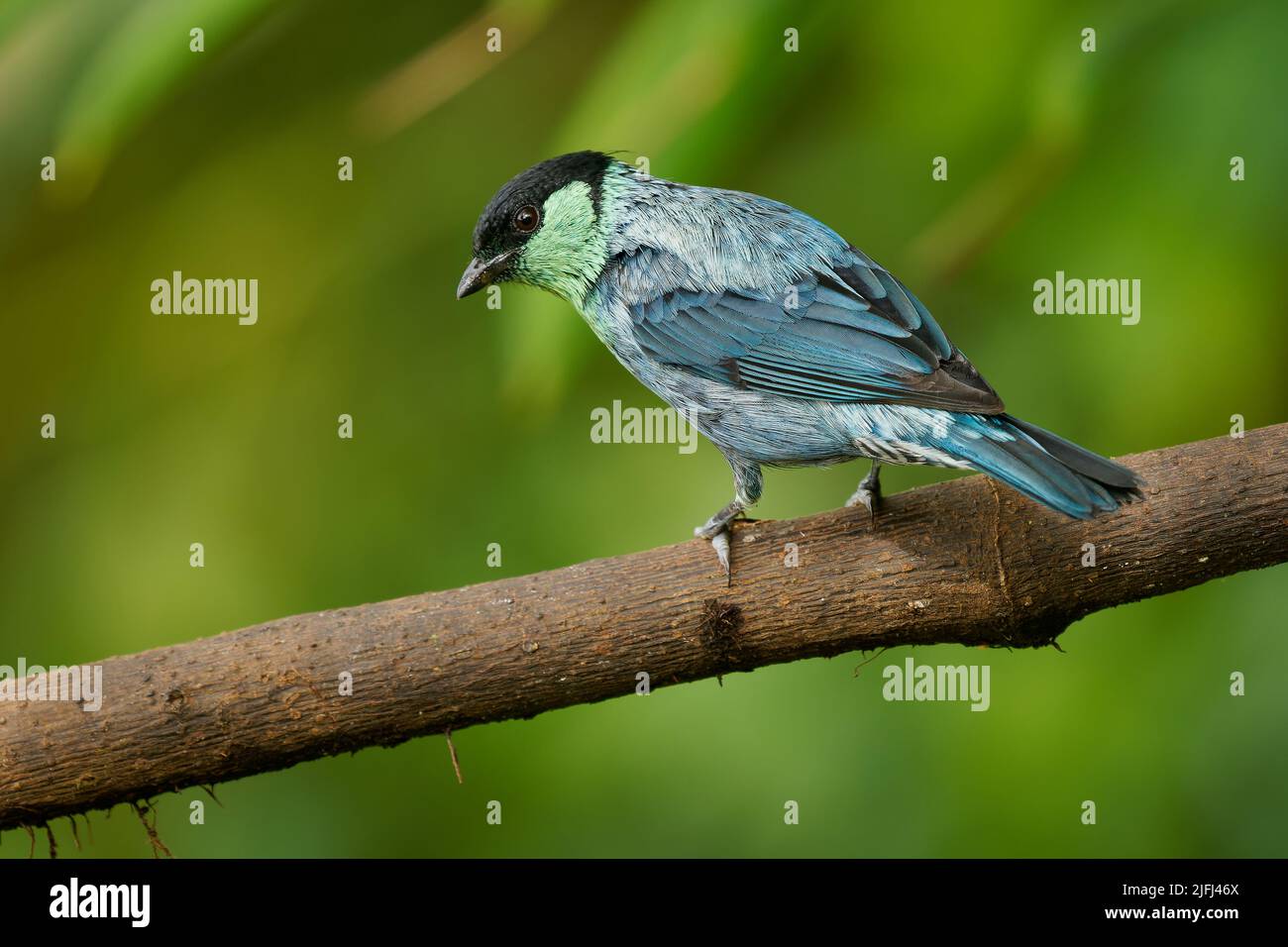 Black-capped Tanager - Stilpnia heinei blue neotropical bird in ...
