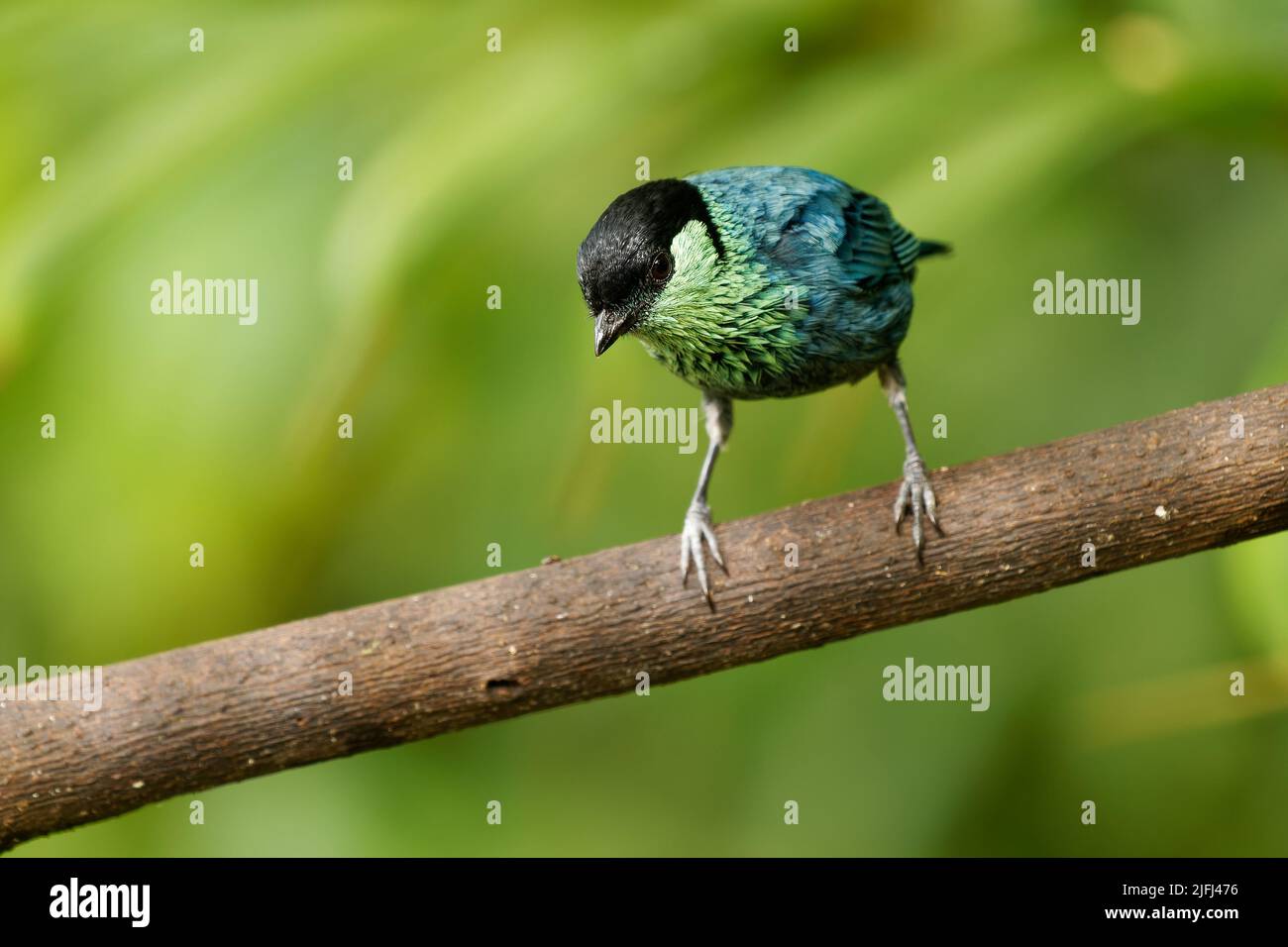 Black-capped Tanager - Stilpnia heinei blue neotropical bird in ...