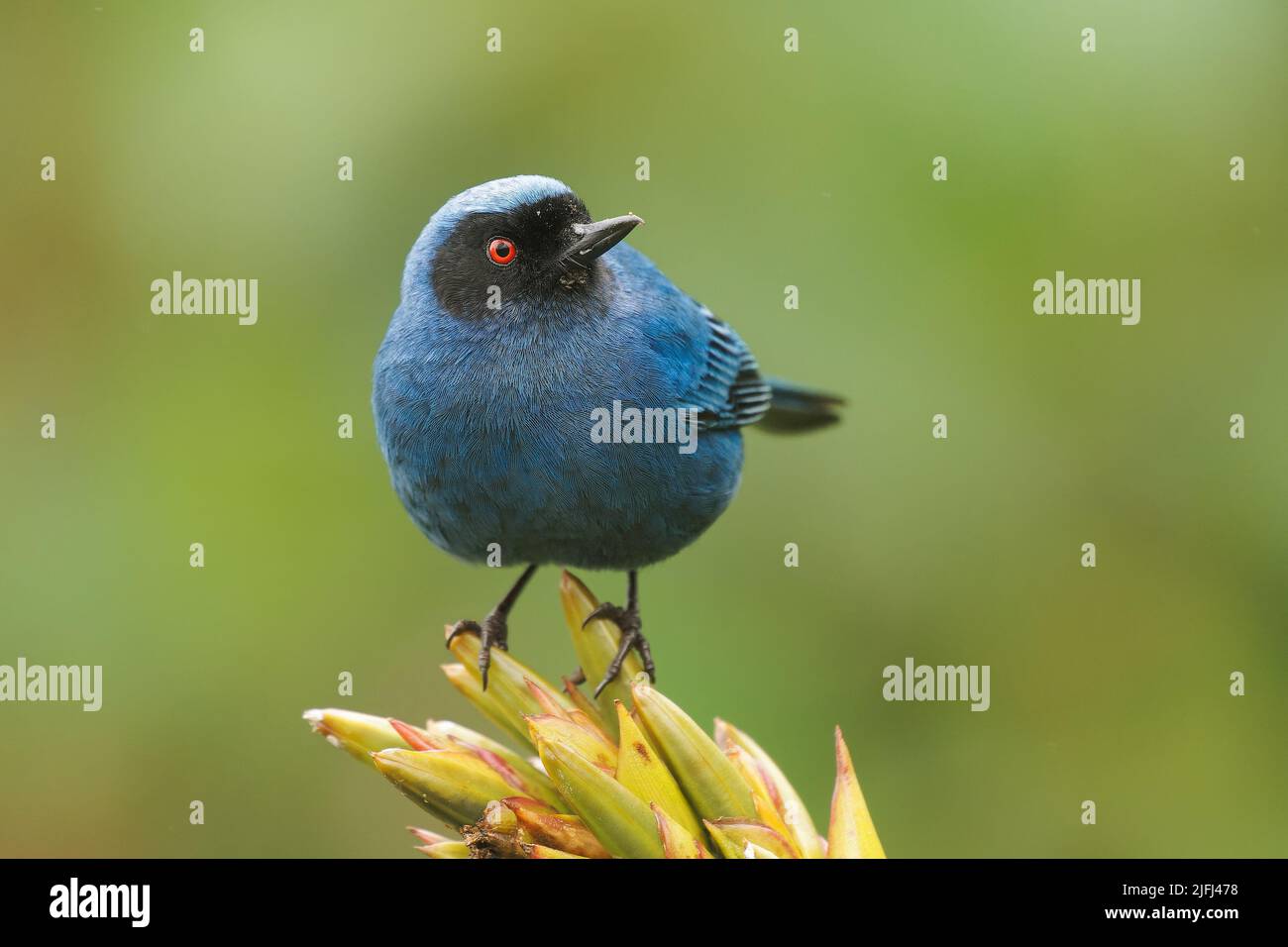 Scrub tanager south america hi-res stock photography and images - Alamy