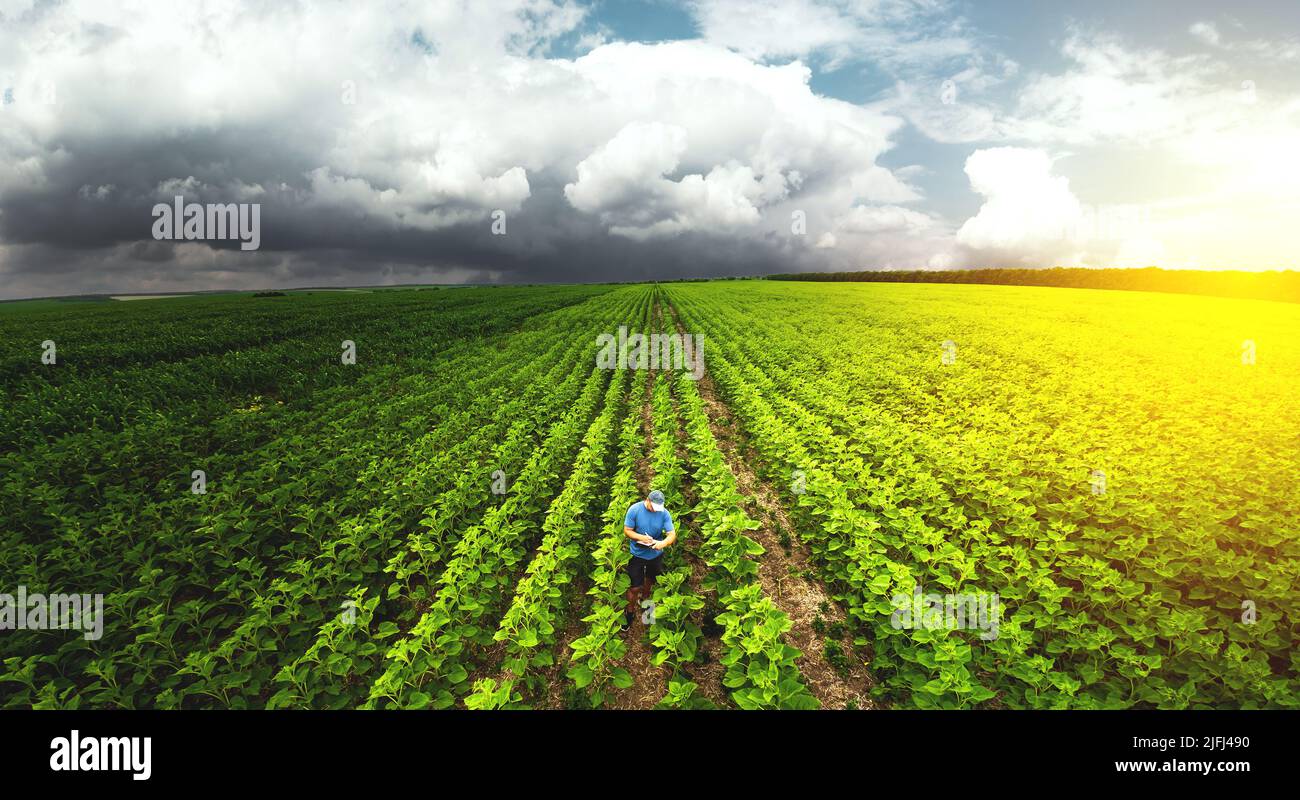 Top view, farmer in the agricultural field of sunflowers. Agronomist ...
