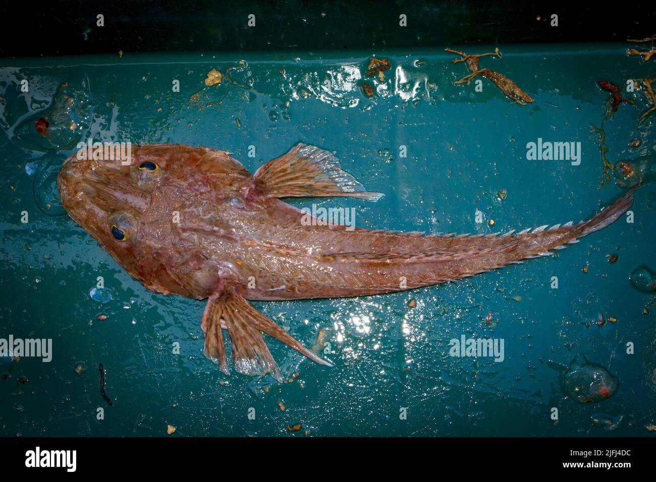 A Look at Life in New Zealand. Commercially caught sea fish: Ghost ...