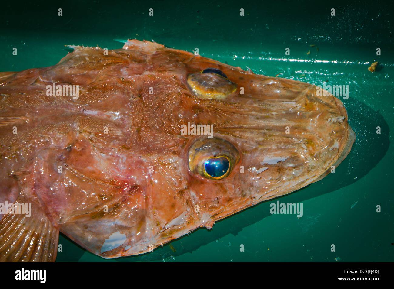 A Look at Life in New Zealand. Commercially caught sea fish: Ghost ...