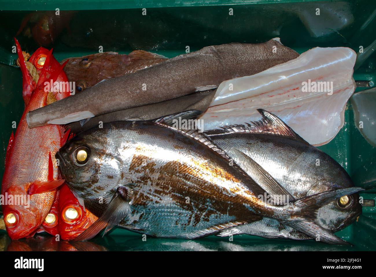 A Look at Life in New Zealand: Commercially caught sea fish: Ray's ...