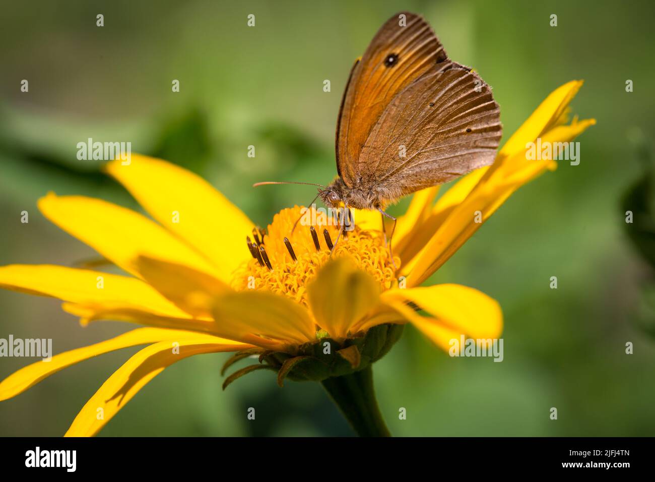 Meadow brown butterfly (Maniola jurtina Stock Photo - Alamy