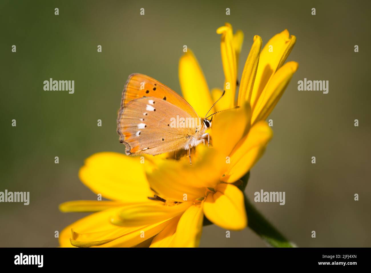 Scarce copper flower hi-res stock photography and images - Alamy