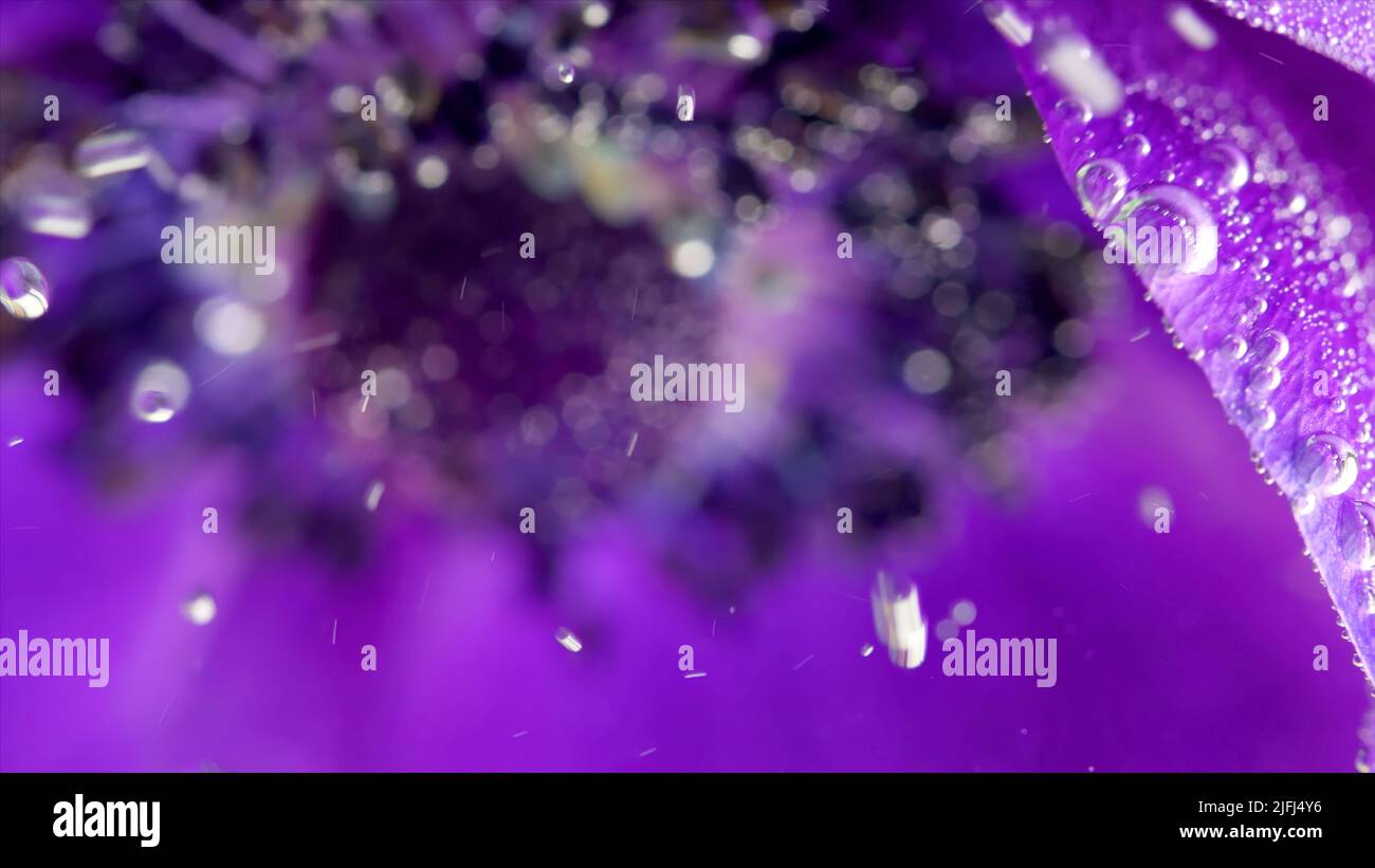 Extreme close up of plunged blooming flower bud in transparent water ...