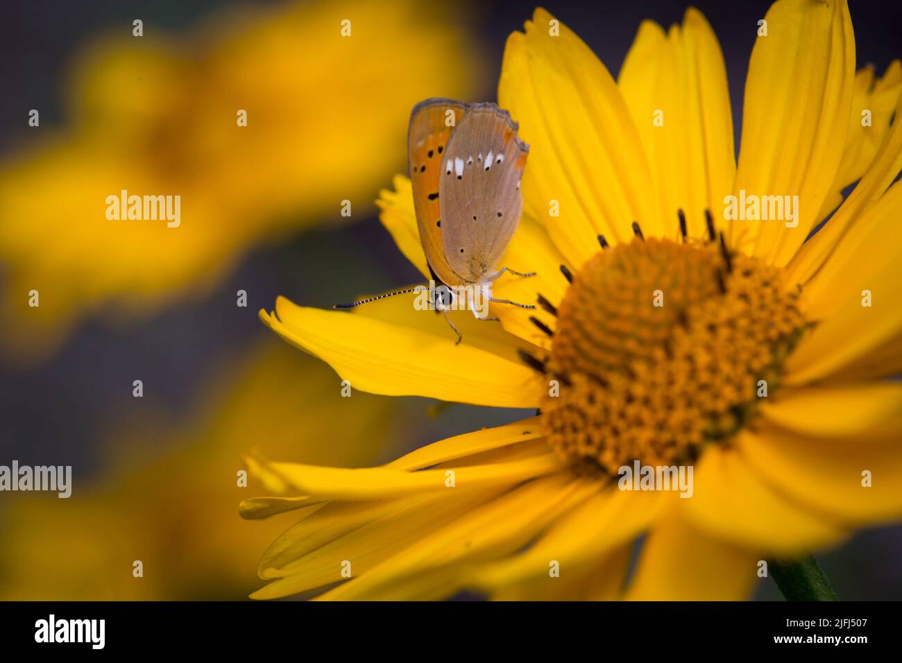 Scarce copper flower hi-res stock photography and images - Alamy