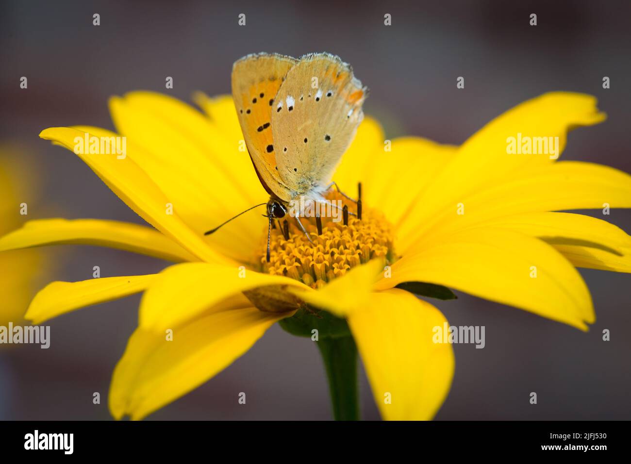 Scarce copper (Lycaena virgaureae Stock Photo - Alamy