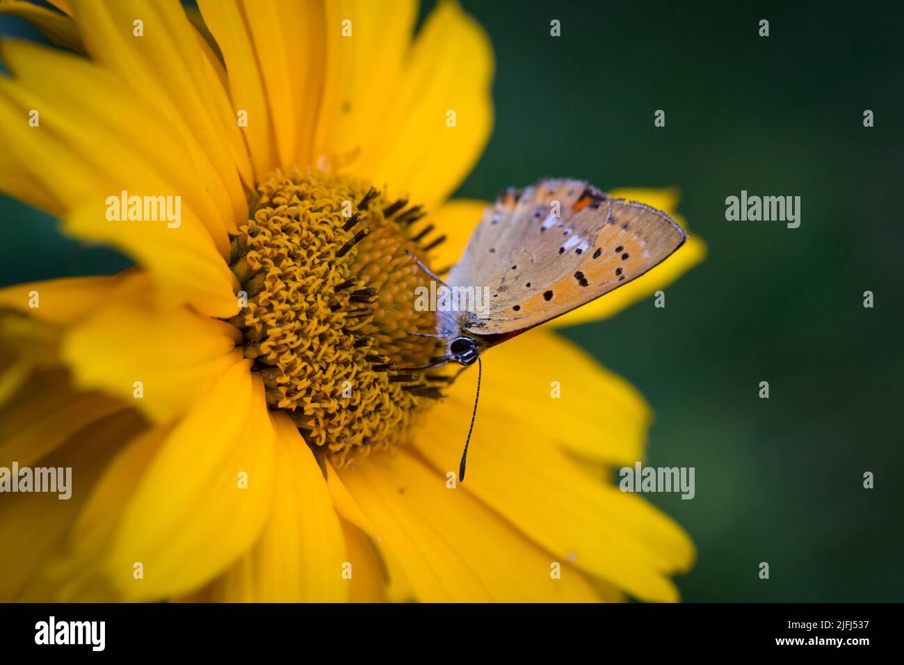Scarce copper (Lycaena virgaureae Stock Photo - Alamy