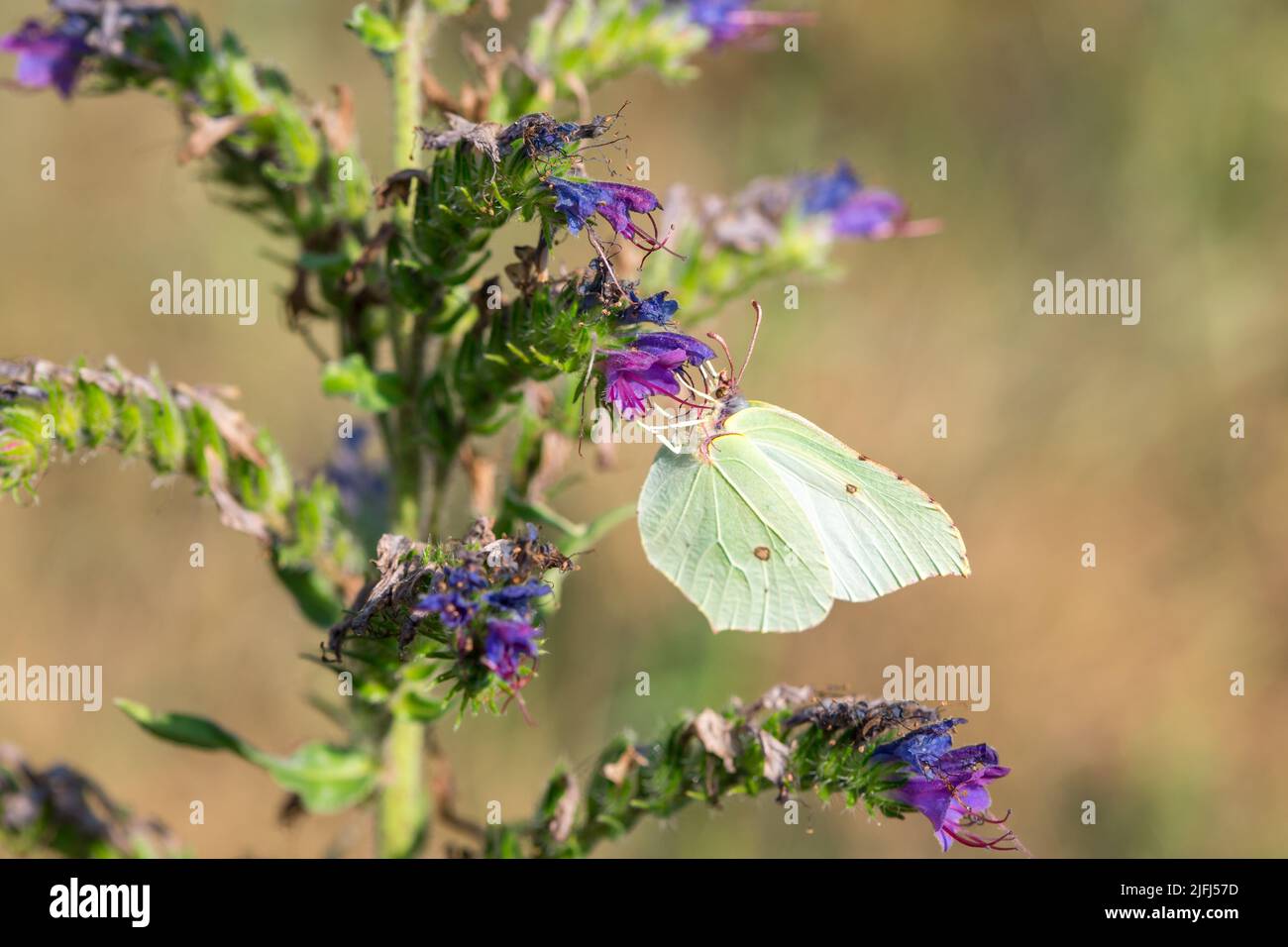 Brimstone butterfly yellow hi-res stock photography and images - Alamy
