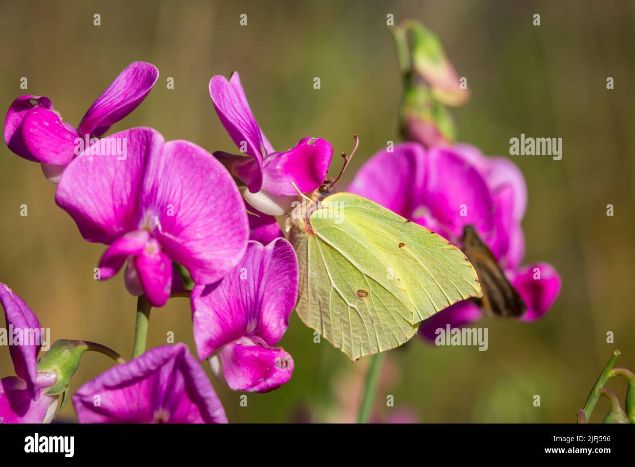 Brimstone butterfly (Lepidoptera Gonepteryx rhamni Stock Photo - Alamy
