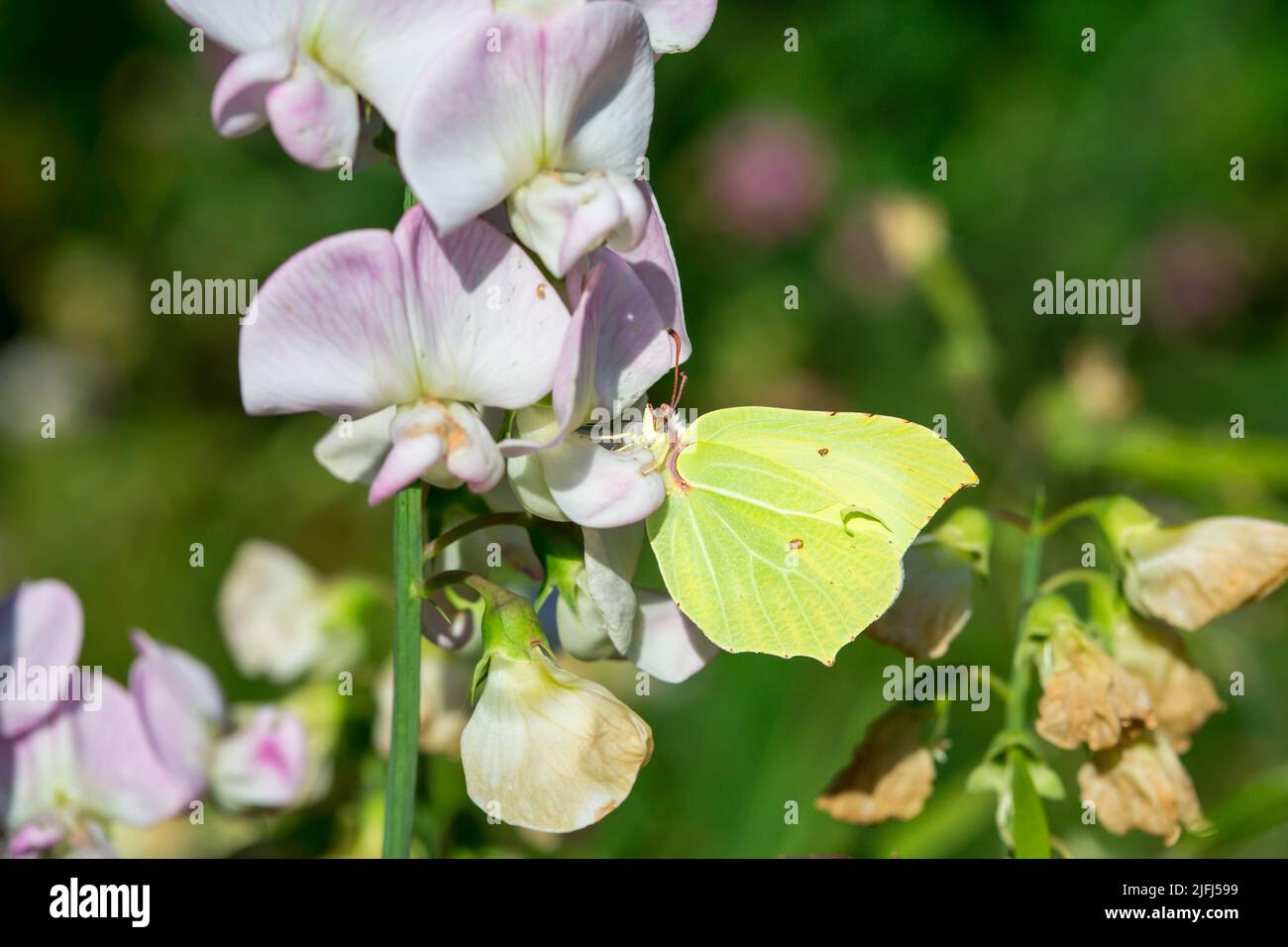 Brimstone butterfly yellow hi-res stock photography and images - Alamy