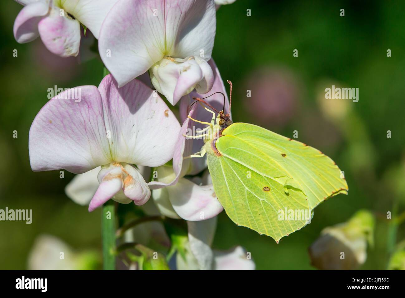 Brimstone butterfly yellow hi-res stock photography and images - Alamy