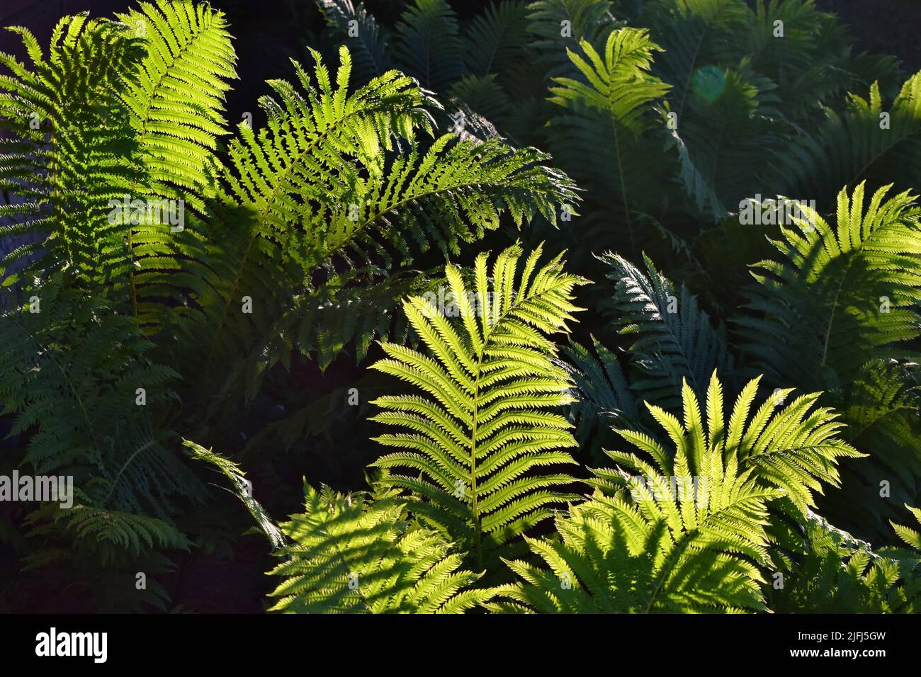 A close up of a group of ferns just before sunset Stock Photo - Alamy