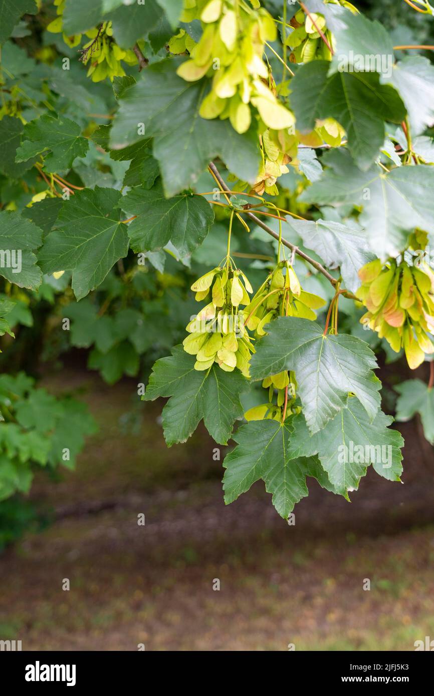 Winged seeds of sycamore maple in summer forest. Acer pseudoplatanus ...
