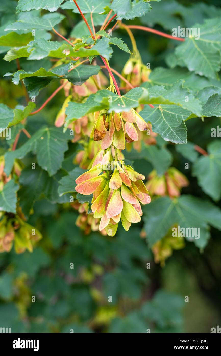 Winged sycamore maple seeds with green summer foliage. Acer ...