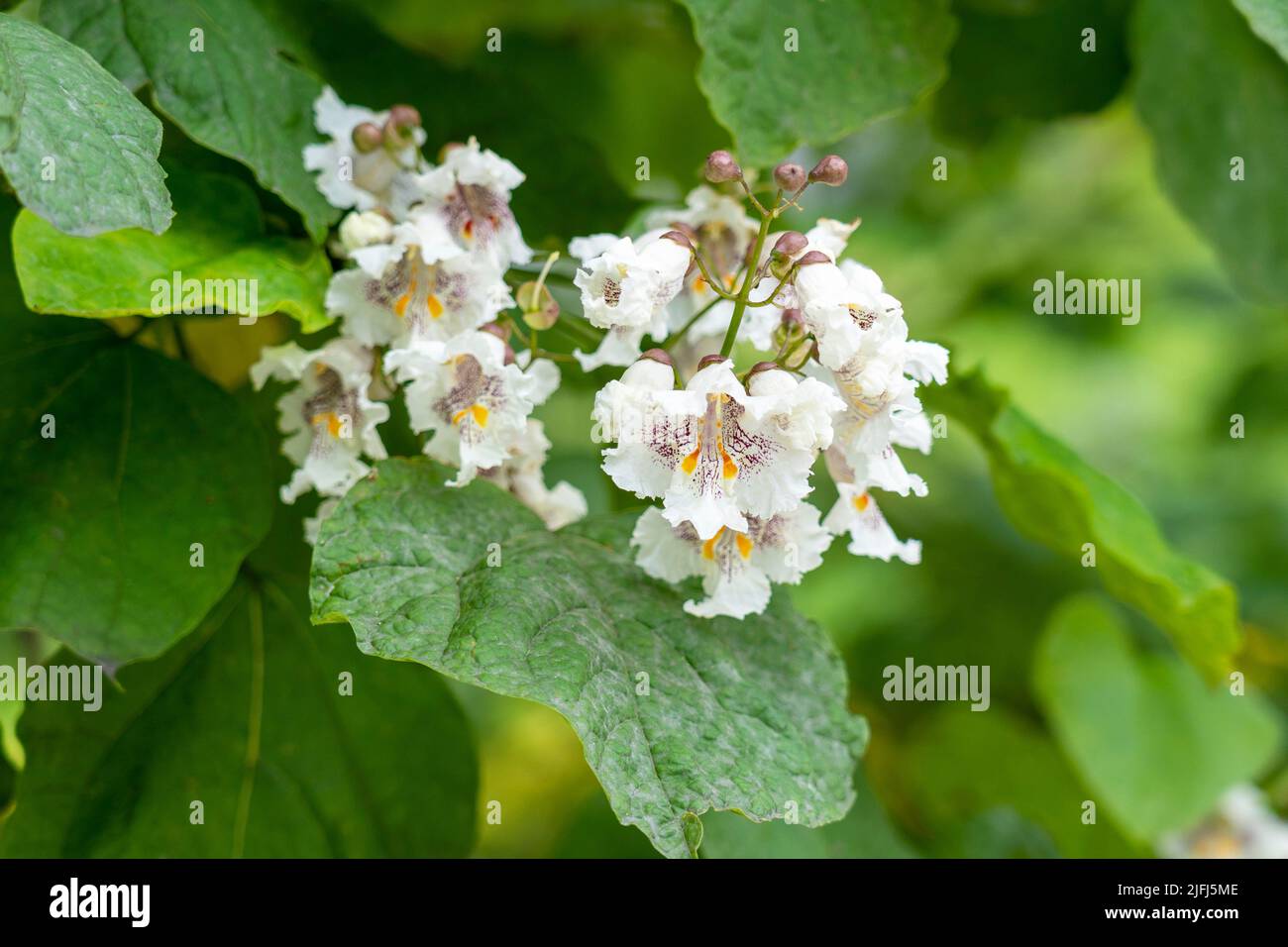 Northern catalpa flowers on Indian bean tree branch with green foliage ...