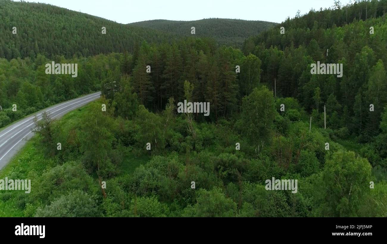 Beautiful shot tree trucks hi-res stock photography and images - Alamy