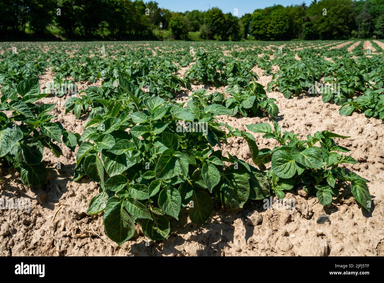Green field of potato crops in a row Stock Photo - Alamy