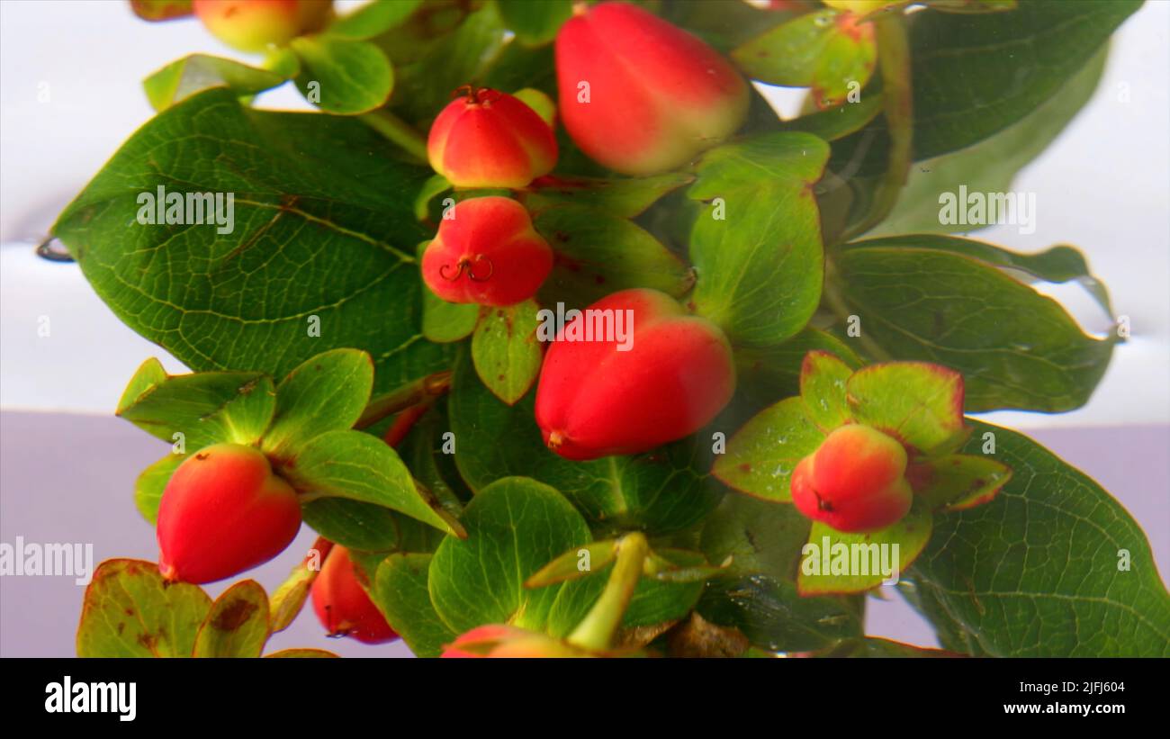 Beautiful delicate spring blooming nature background. Stock footage ...