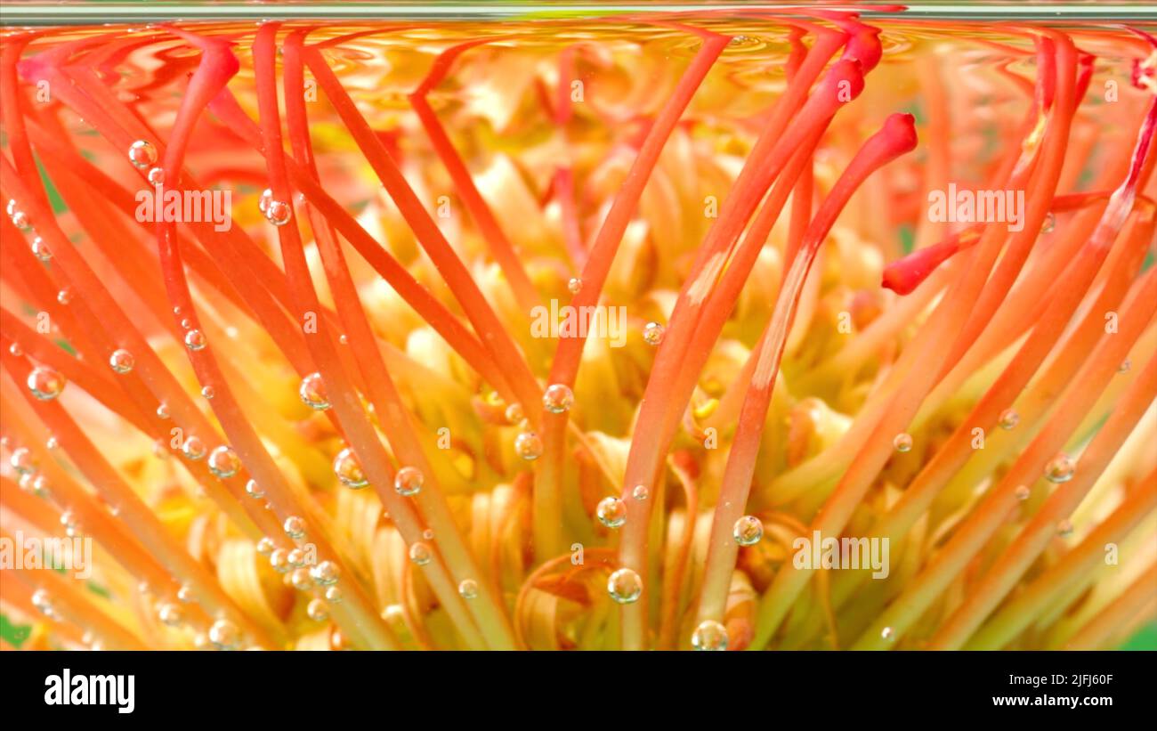 Amazing orange and yellow leucospermum flower bud inside transparent ...