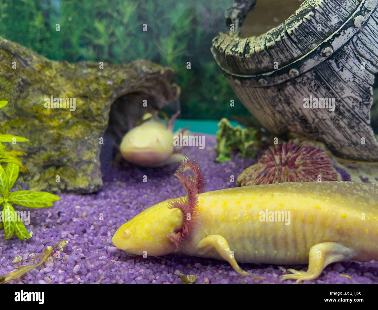 Axolotl Mexican underwater walking fish salamander in aquarium Stock ...