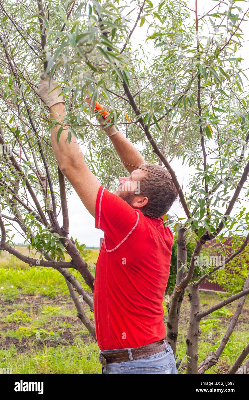 The gardener saws off the branches of a tree to form a crown. Pruning ...