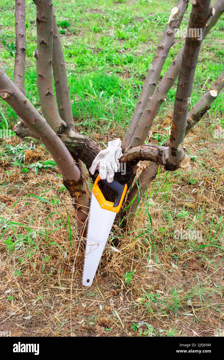 Trimmed trunks and branches of a tree in the garden, saw and gloves ...