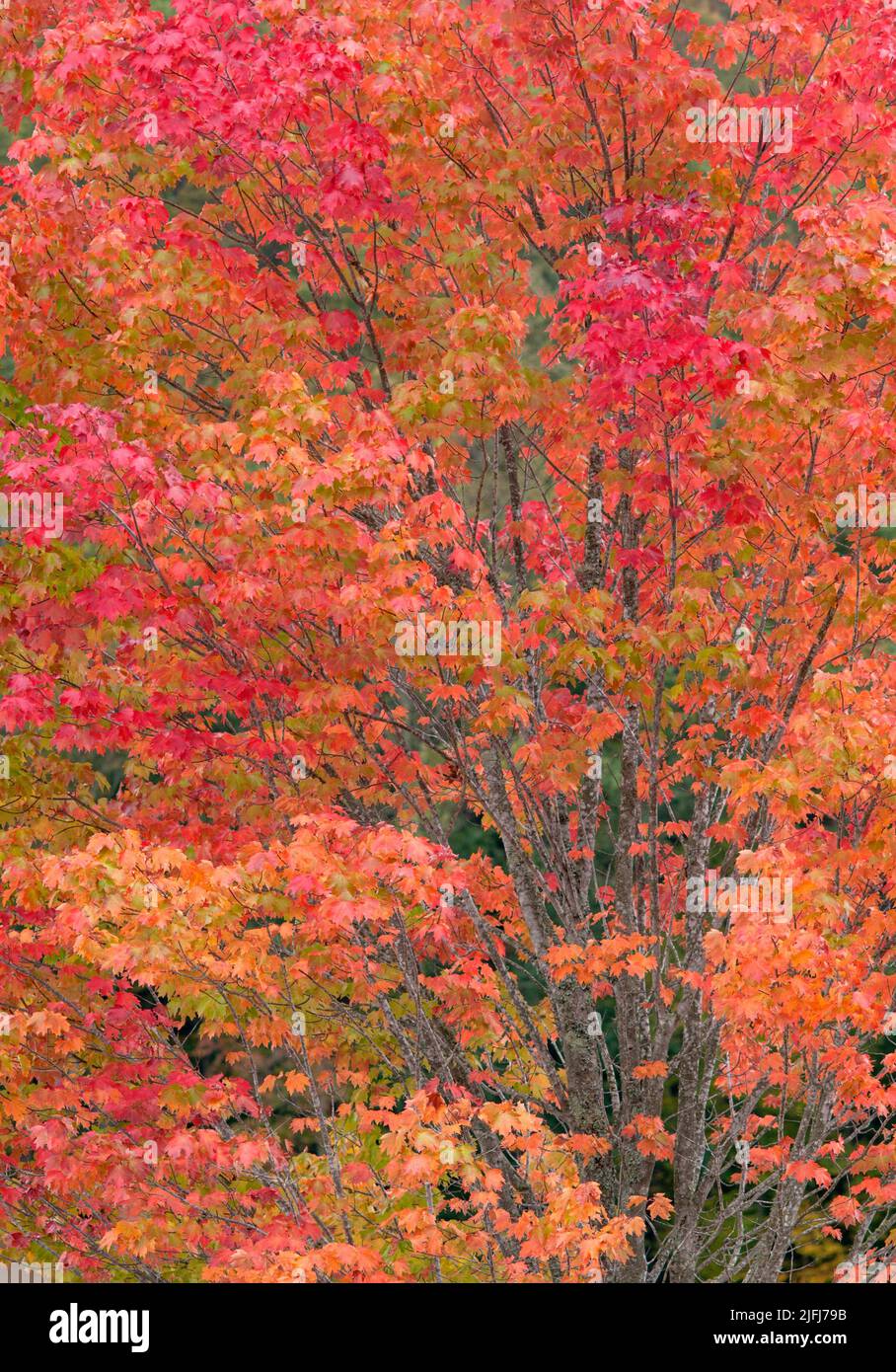 A maple tree in autumn Stock Photo - Alamy