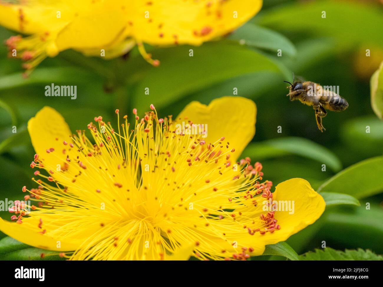 Worker honey bee collecting pollen from a Hypeticum Kalianum 'Sunny ...