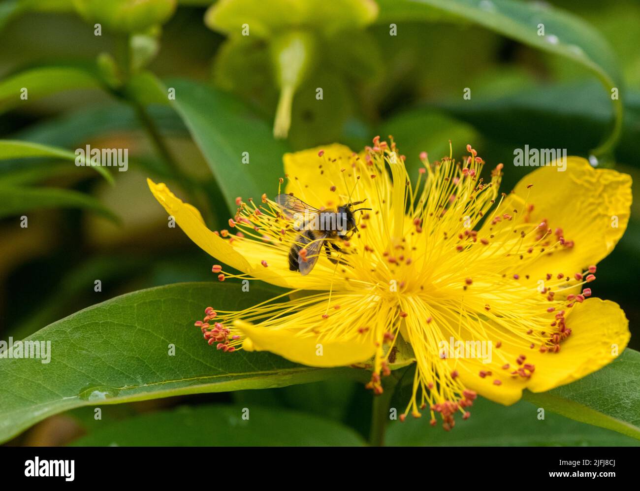 Worker honey bee collecting pollen from a Hypeticum Kalianum 'Sunny ...