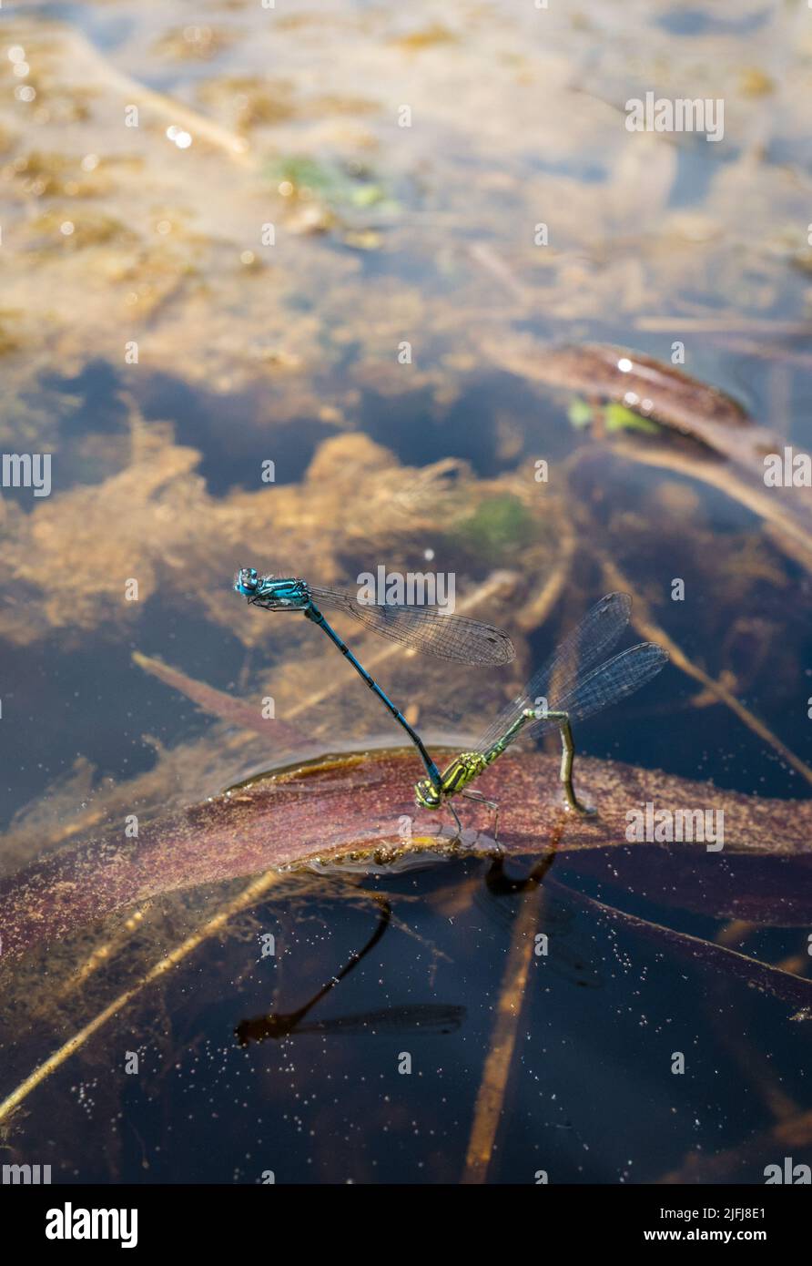 Male and female Common Blue Damselfy, Enallagma cyathigerium, mating ...