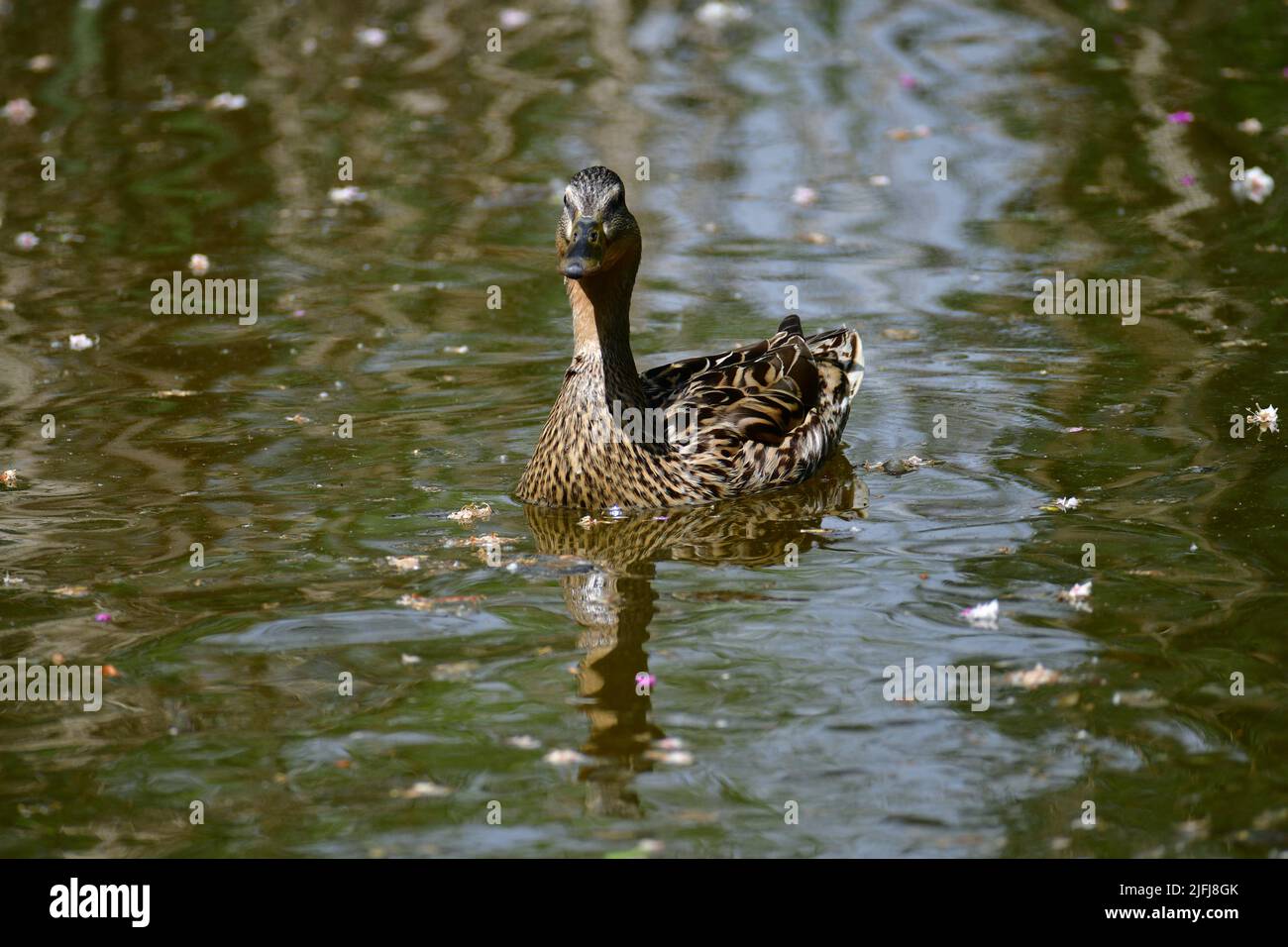 Female Mallard duck swimming in the park ponds. Nature wildlife mallard ...