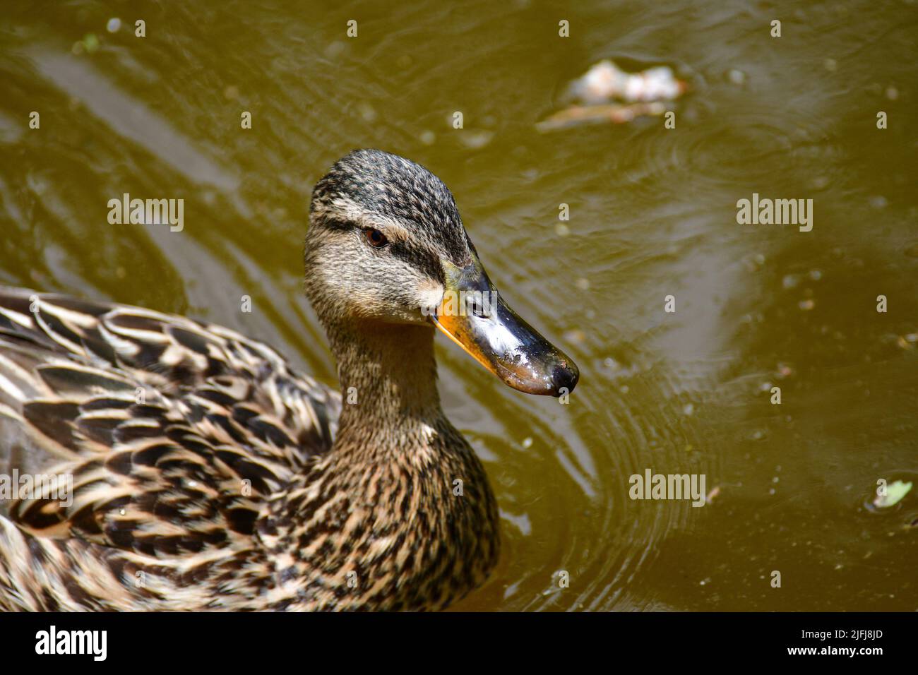 Female Mallard duck swimming in the park ponds. Nature wildlife mallard ...