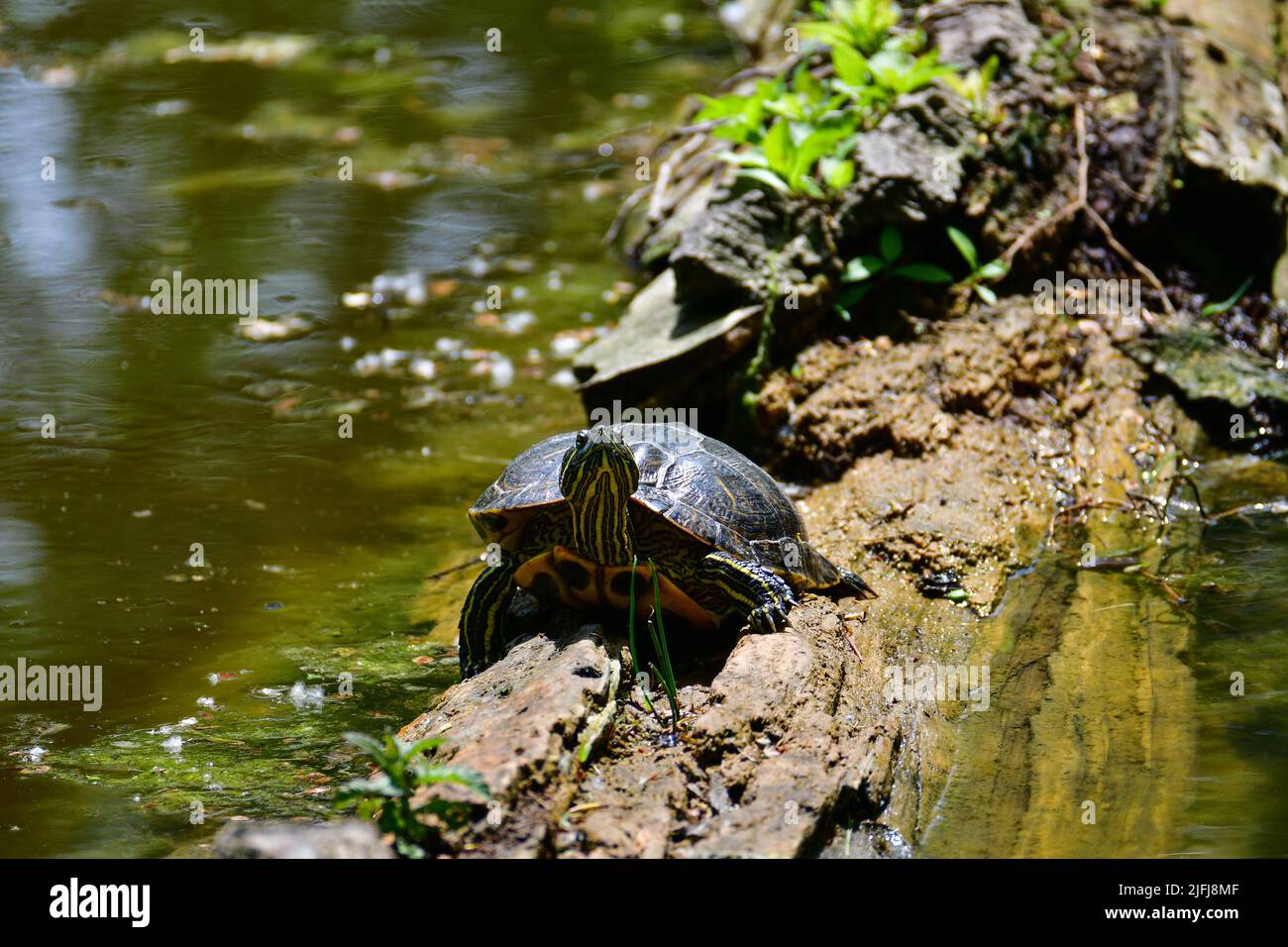 Freshwater red-eared turtle or yellow-bellied turtle. An amphibious ...