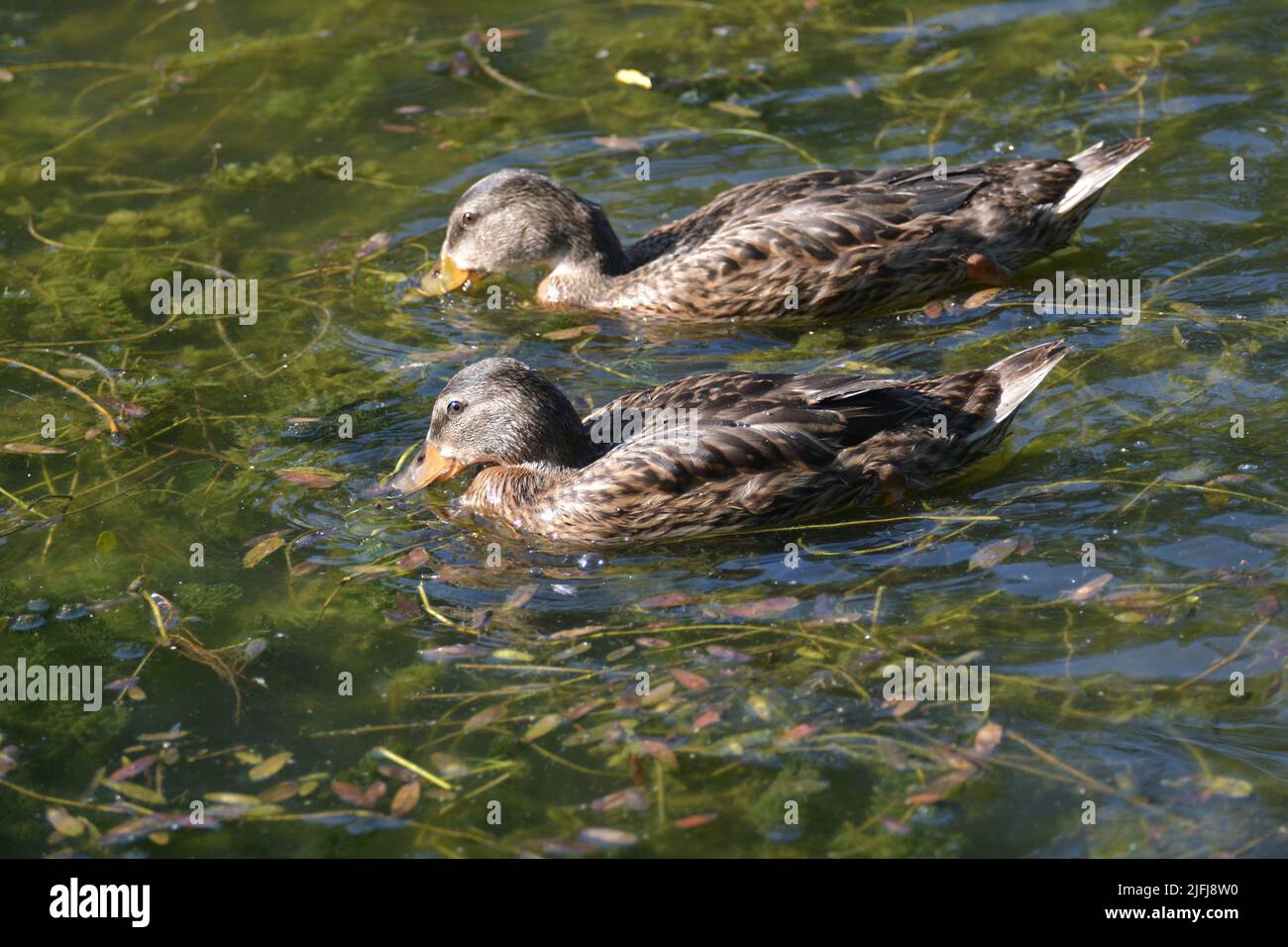 Female Mallard duck swimming in the park ponds. Nature wildlife mallard ...