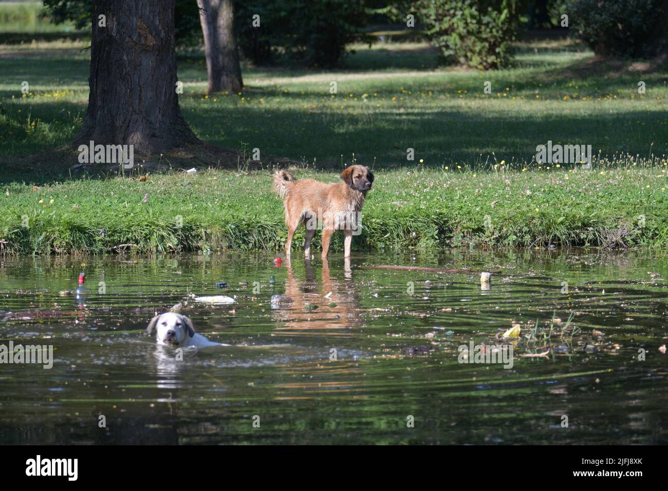 A street dog swims in the water and tries to catch birds that run away ...