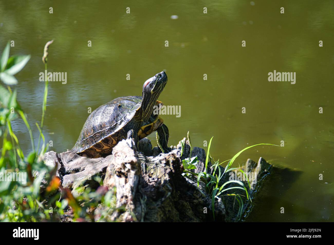 Freshwater red-eared turtle or yellow-bellied turtle. An amphibious ...